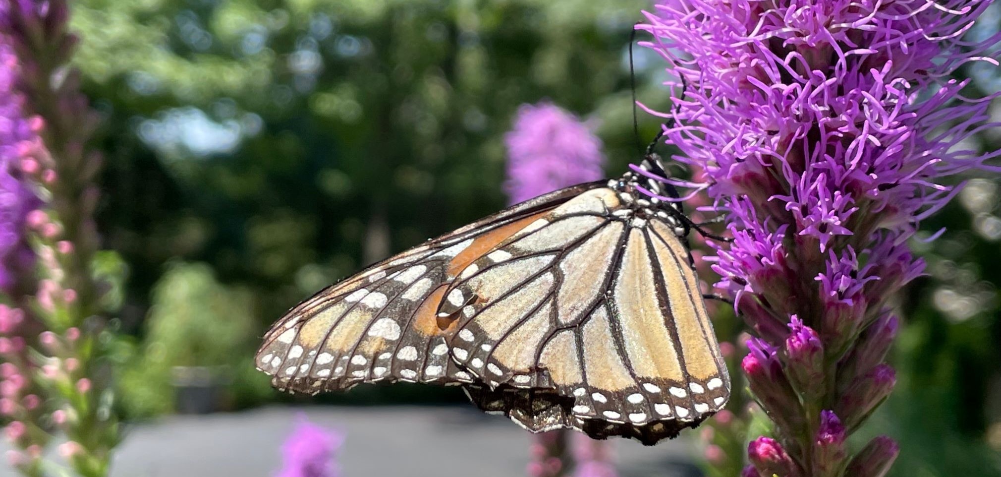 Nurture Your Flower Power Adding Color to Your Yard - Literally Laurie